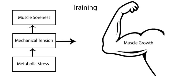 3 Fundamental Rules For Muscle Growth | Bar Brothers Groningen For ...